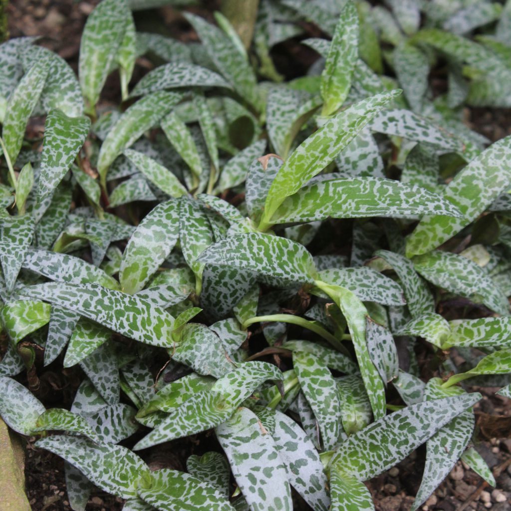 Ledebouria socialis